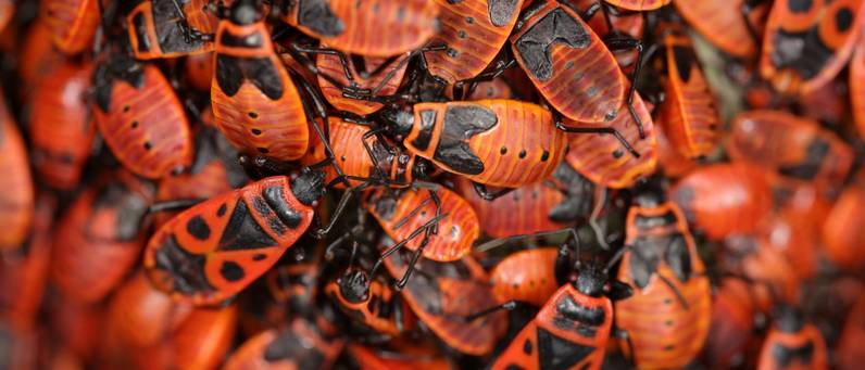 Feuerwanzen bekämpfen: 4 Möglichkeiten, um sie loszuwerden