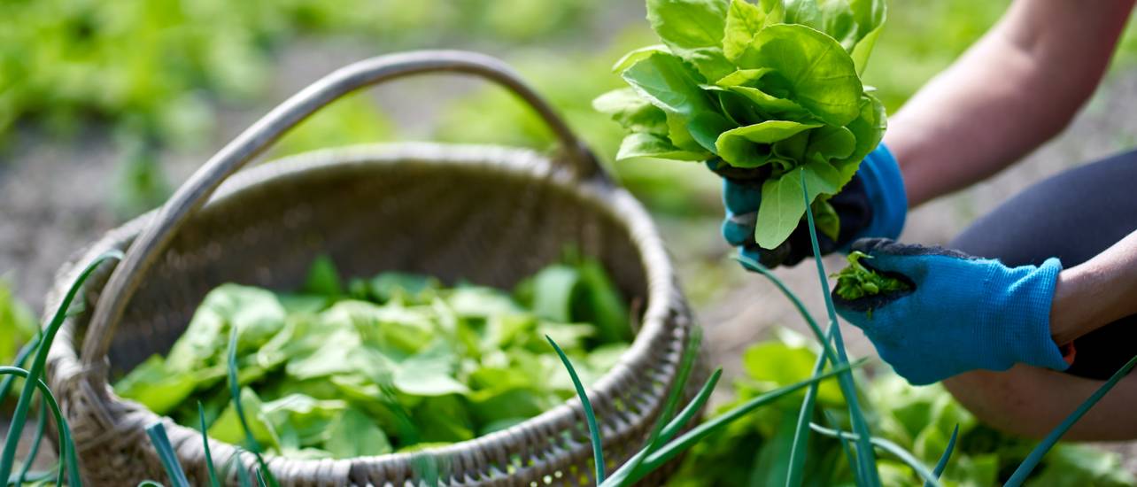 Melde pflanzen: In 4 Schritten zum eigenen Blattgemüse