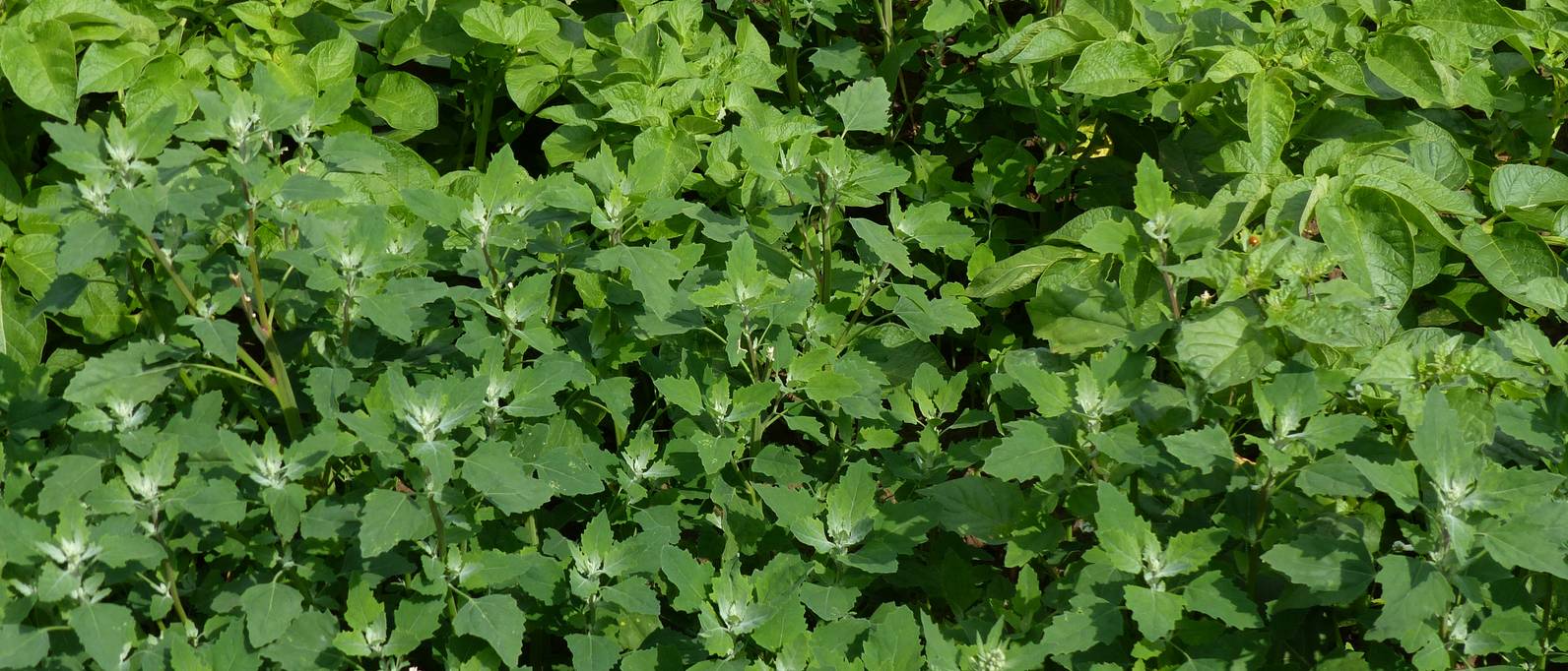 Melde pflanzen: In 4 Schritten zum eigenen Blattgemüse