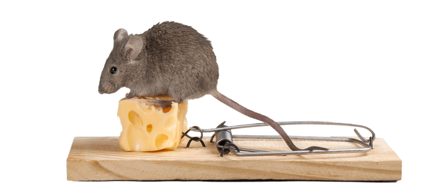 Mausefalle im Test & Vergleich: 2 klare Sieger! - heimwerker.de