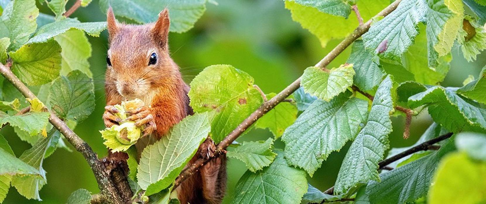 Haselnussbaum-Steckbrief: Alles über die Pflege, Krankheiten und Co.