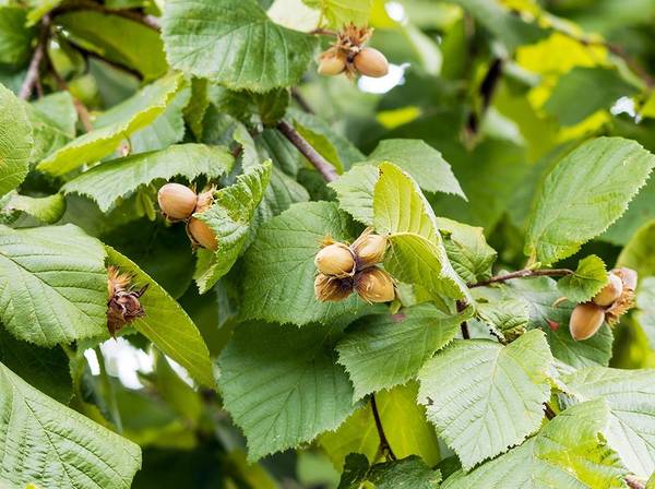 Haselnussbaum-Steckbrief: Alles über die Pflege, Krankheiten und Co.