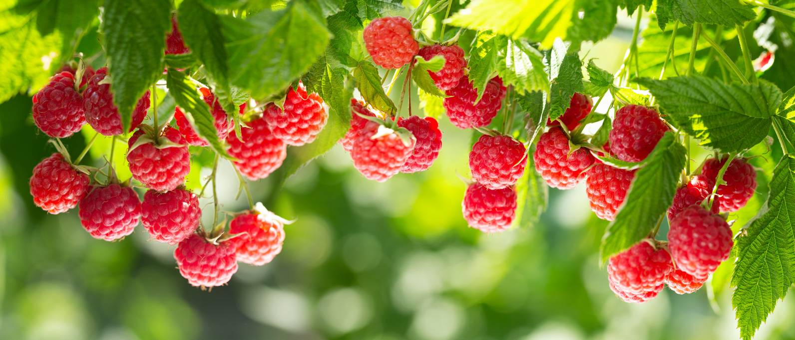 Himbeeren pflanzen: 6 Tipps für die Pflege der pinken Früchte