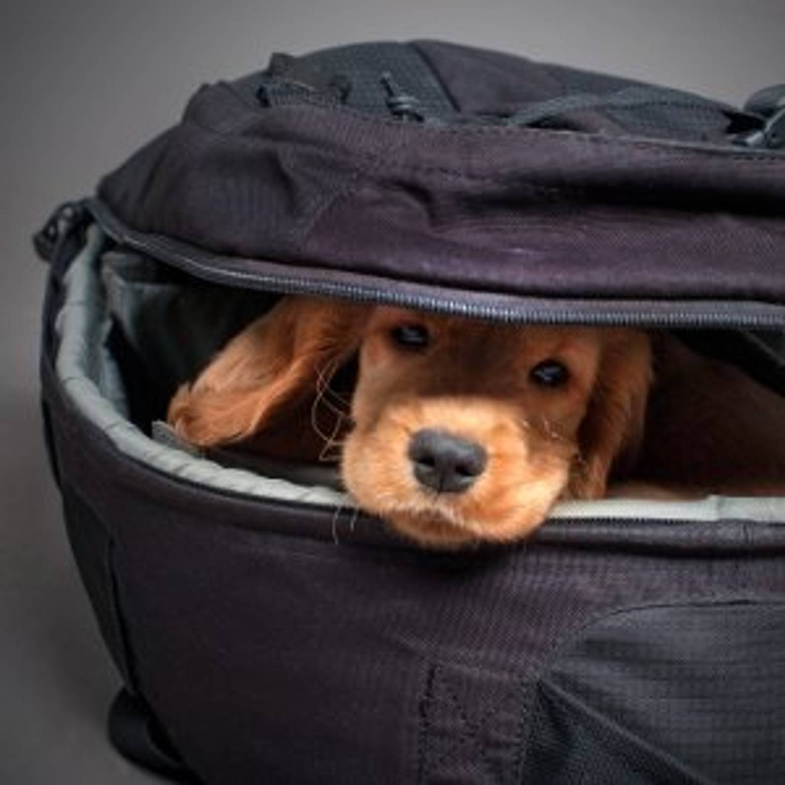 Hunderucksack im Test & Vergleich: 2 klare Sieger! - heimwerker.de