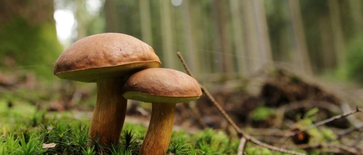 Essbare Pilze erkennen: 7 Pilzsorten, die Sie bedenkenlos zubereiten ...