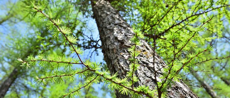 Lärchebaum: Ein Nadelbaum-Steckbrief in 5 Schritten - heimwerker.de