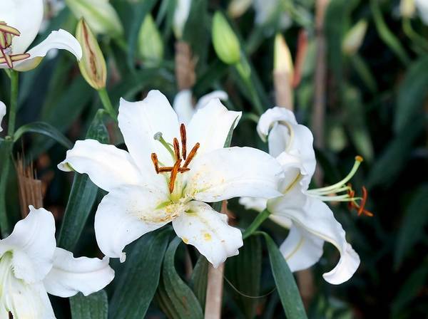 Lilien pflanzen und pflegen: 4 Tipps - heimwerker.de