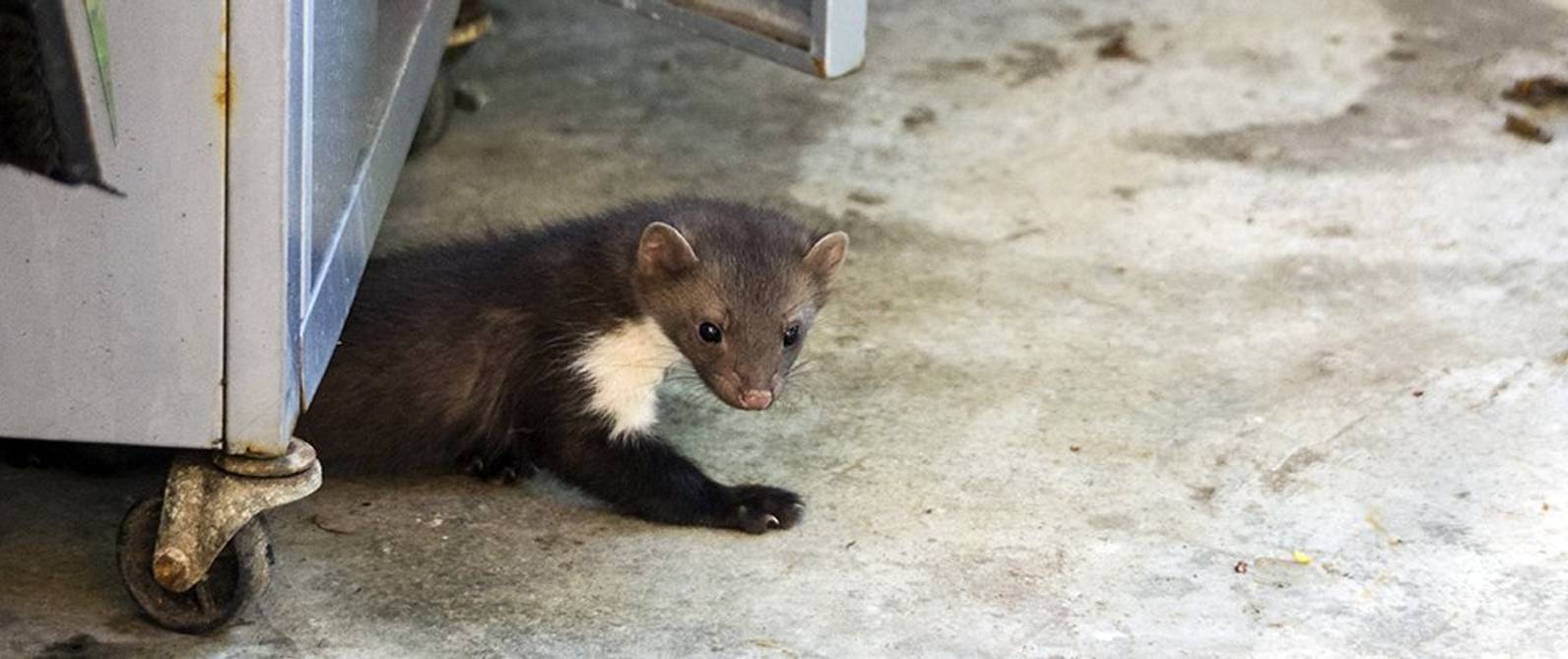 Marder im Auto: 5 effiziente Methoden zur Marderabwehr im Auto ...