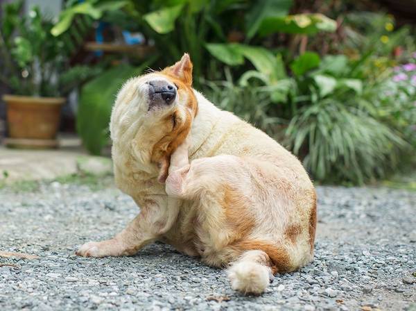 Milben bekämpfen: Tipps gegen Hausstaubmilben, Grasmilben und ...