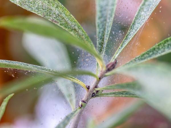 Milben bekämpfen: Tipps gegen Hausstaubmilben, Grasmilben und ...