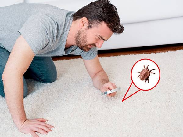 Milben bekämpfen: Tipps gegen Hausstaubmilben, Grasmilben und ...