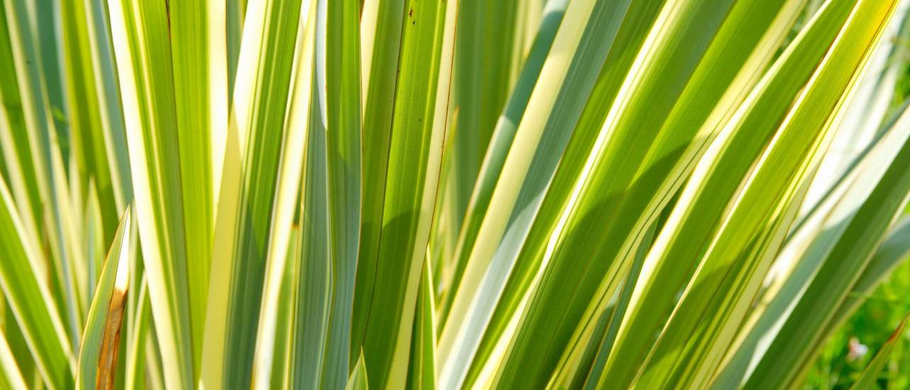 Neuseeländer Flachs: 5 Tipps zur Pflege und Vermehrung - heimwerker.de