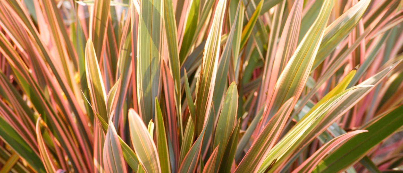 Neuseeländer Flachs: 5 Tipps zur Pflege und Vermehrung - heimwerker.de