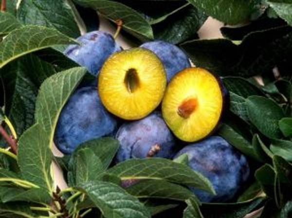 Pflaumen anbauen, ernten und verarbeiten - heimwerker.de