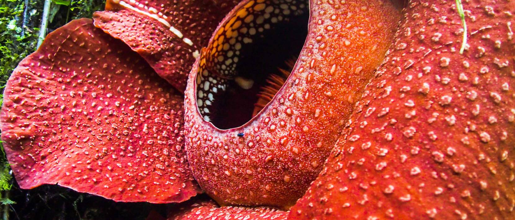 Rafflesia: Das stinkende Phänomen des Regenwaldes - heimwerker.de