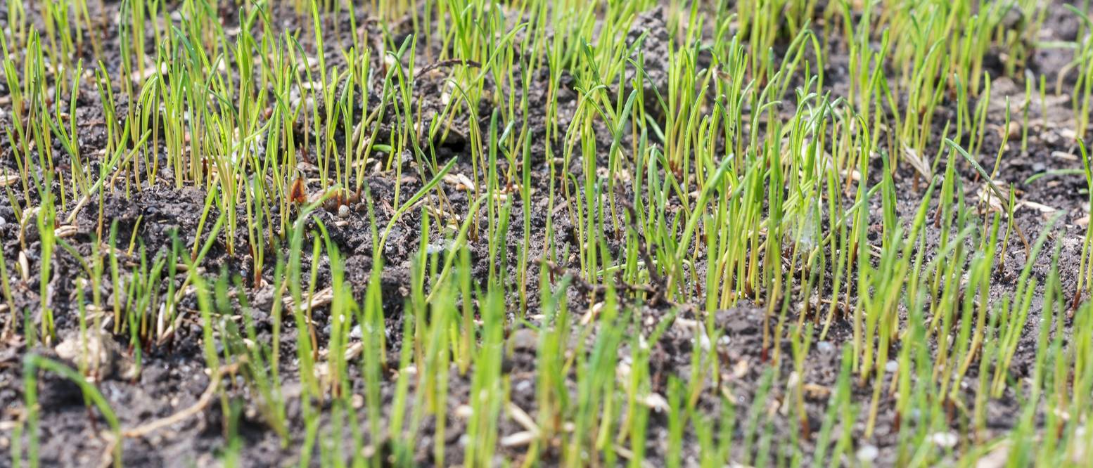 Rasen aussäen: 4 Schritte, um einen neuen Rasen anzulegen