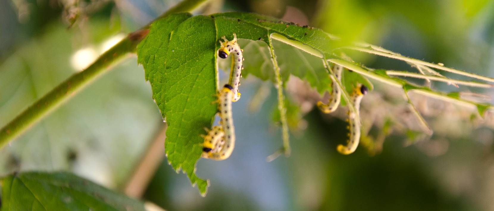 Raupen bekämpfen: 5 Hausmittel und Tipps gegen Raupenbefall