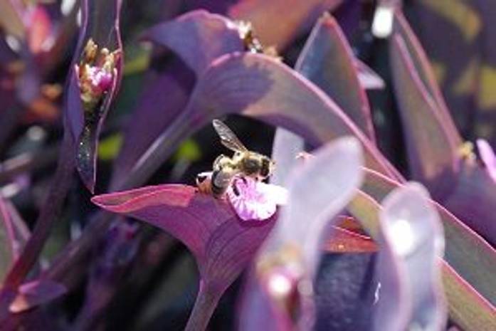 Rotblatt: 4 Tipps zur Pflege und Kultivierung als Ampelpflanze