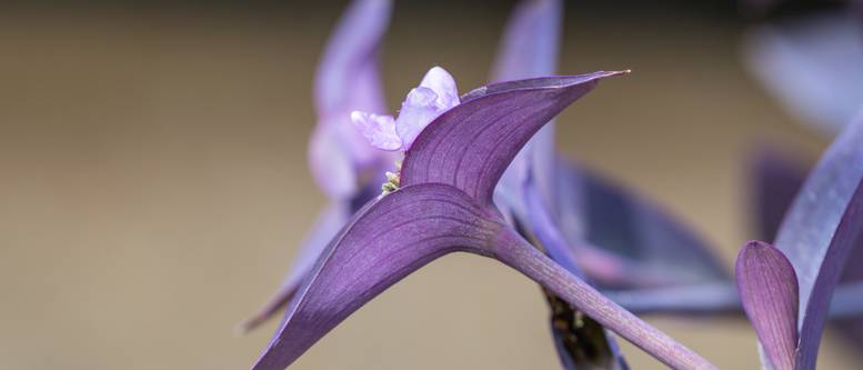 Rotblatt: 4 Tipps zur Pflege und Kultivierung als Ampelpflanze