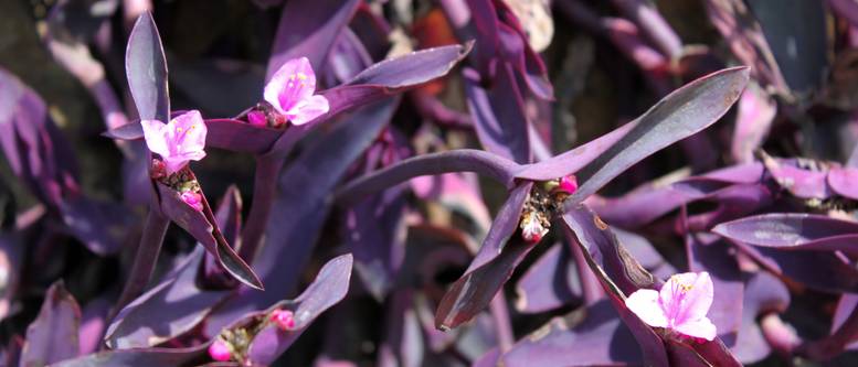 Rotblatt: 4 Tipps zur Pflege und Kultivierung als Ampelpflanze