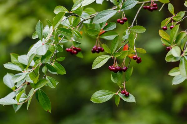 Schwarze Apfelbeeren (Aronia) pflanzen, schneiden, ernten - heimwerker.de