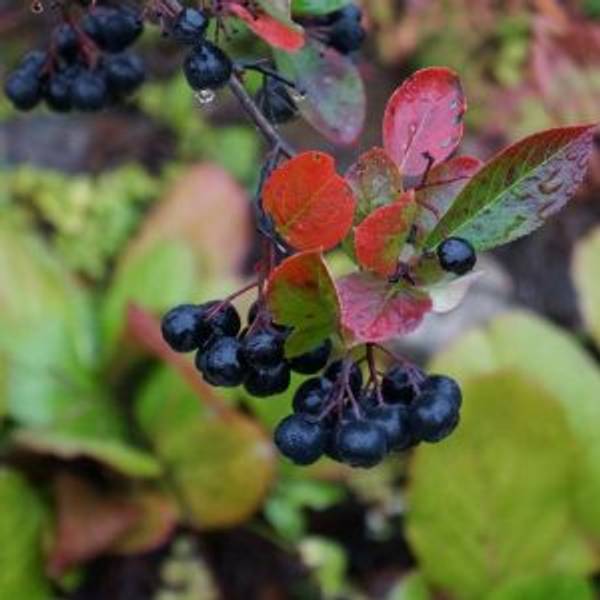 Schwarze Apfelbeeren (Aronia) pflanzen, schneiden, ernten - heimwerker.de