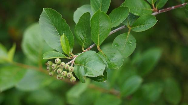 Schwarze Apfelbeeren (Aronia) pflanzen, schneiden, ernten - heimwerker.de