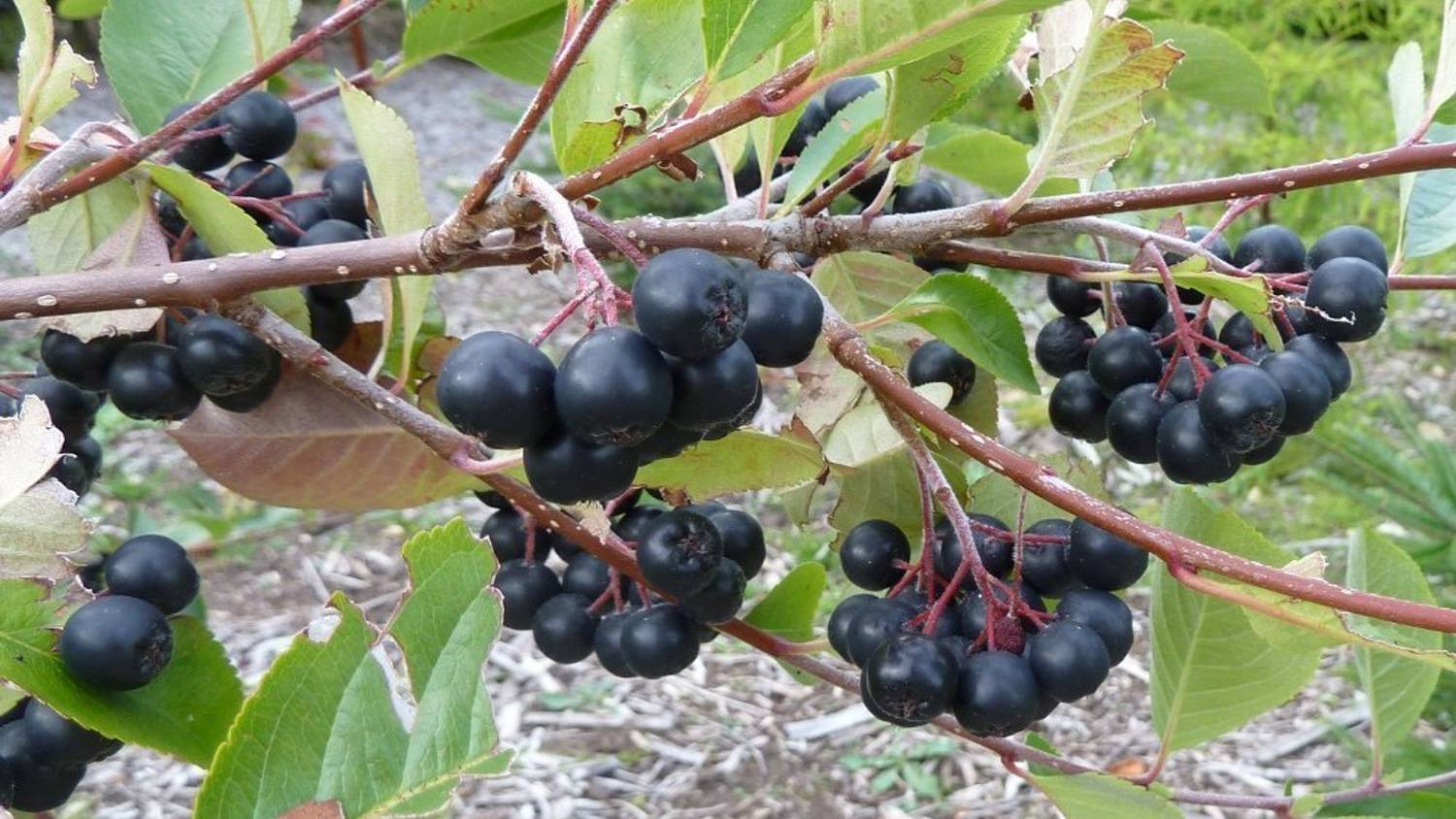 Schwarze Apfelbeeren (Aronia) pflanzen, schneiden, ernten - heimwerker.de