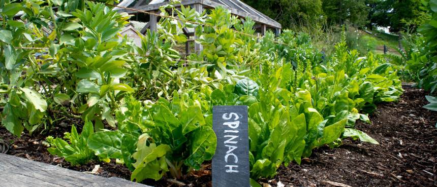 Spinat pflanzen: Frischer Spinat im eigenen Garten - heimwerker.de