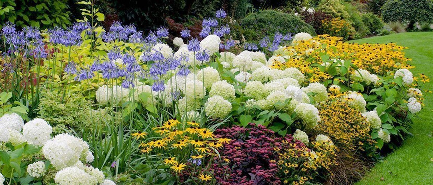 Die 10 schönsten Stauden für Ihren Garten