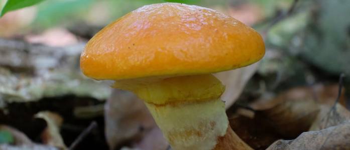 Essbare Pilze erkennen: 7 Pilzsorten, die Sie bedenkenlos zubereiten ...