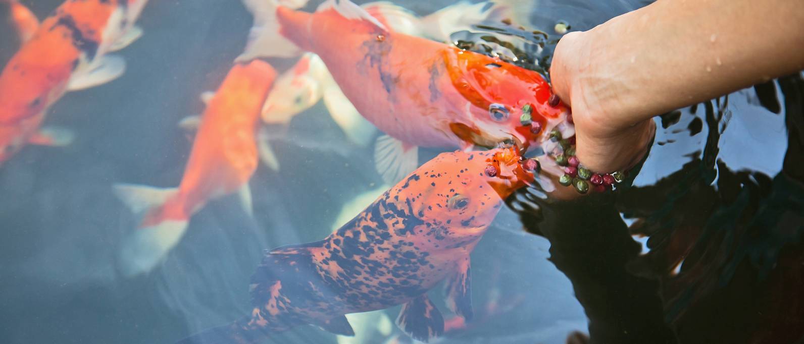 Teichfische füttern: Die richtige Fischfütterung in 3 Schritten