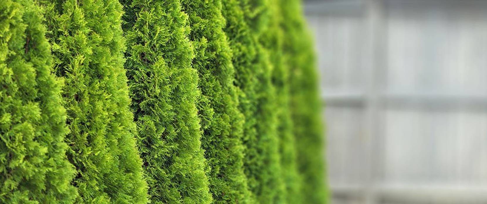 Thuja als Hecke pflanzen: 5 Pflegetipps für den Lebensbaum - heimwerker.de