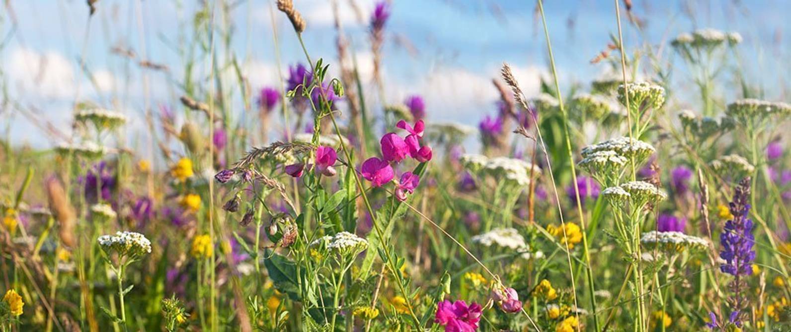 Wildblumen im Garten: Die 7 schönsten Wildblumen für Ihren Garten ...