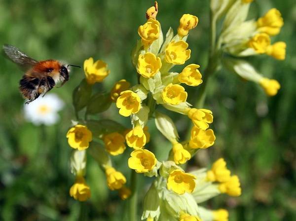 Wildblumen im Garten: Die 7 schönsten Wildblumen für Ihren Garten ...