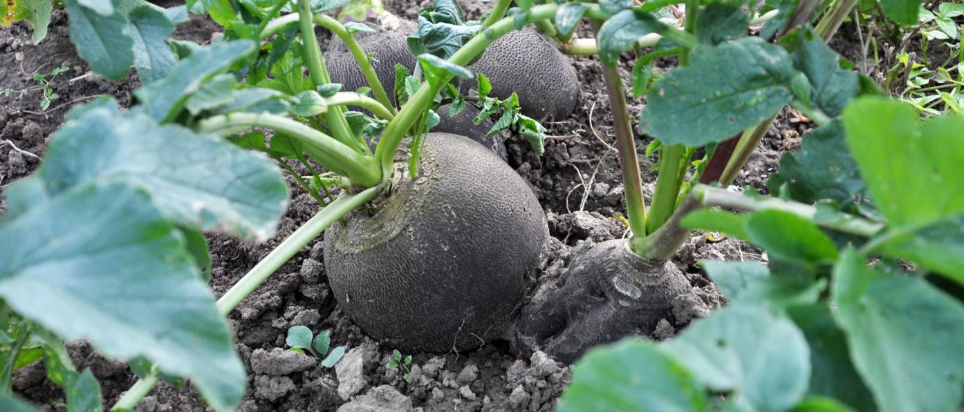 Winterrettich: 4 Tipps für die herbstliche Knolle - heimwerker.de