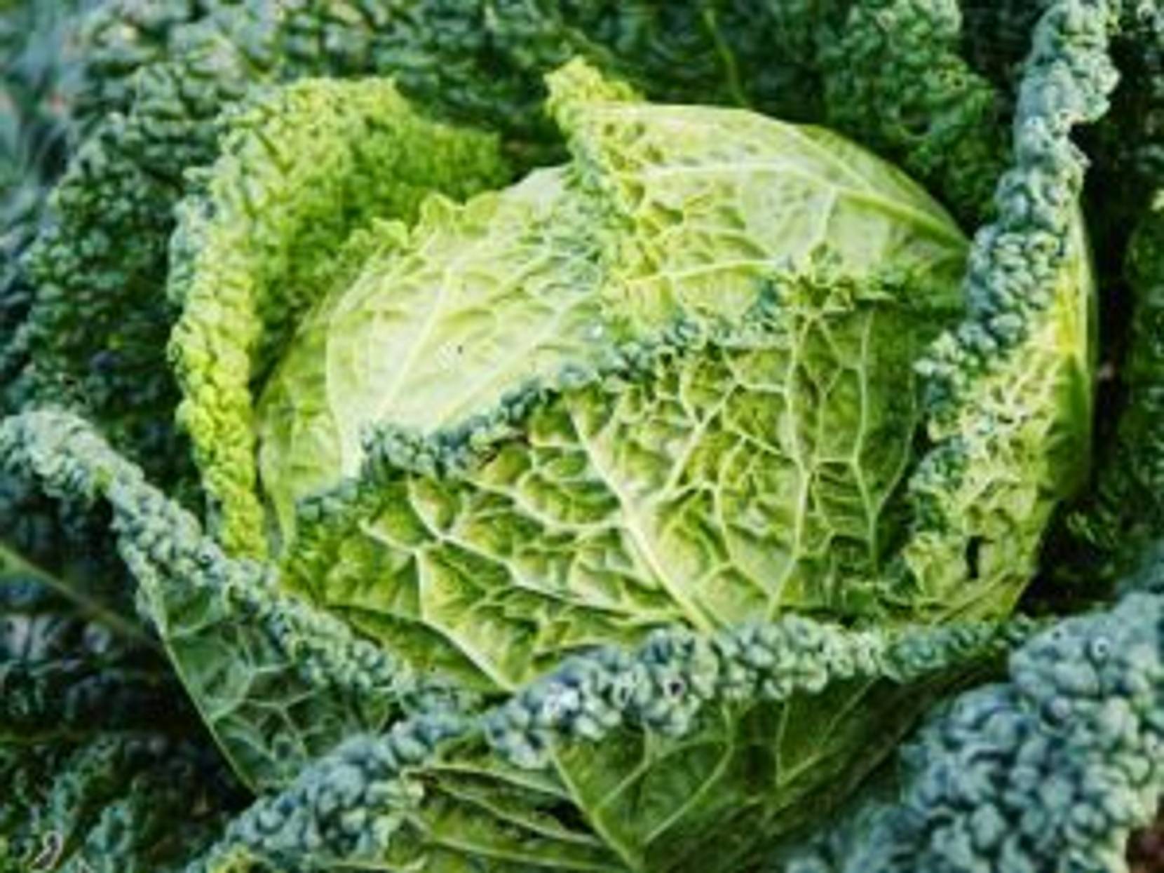 Wirsing pflanzen und pflegen: Anleitung zum Wirsing anbauen