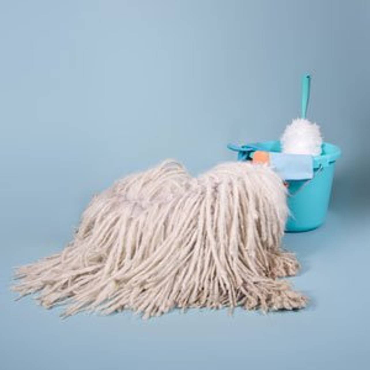 Wischmopp im Test & Vergleich: 2 klare Sieger! - heimwerker.de