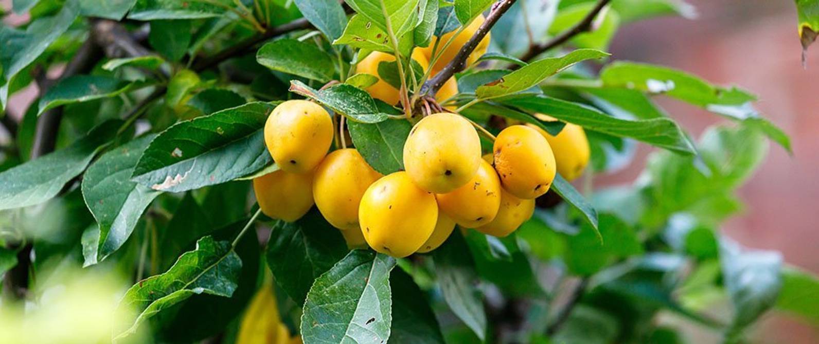 Zierapfel pflanzen: So pflanzen und pflegen Sie Ihren Zierapfelbaum ...
