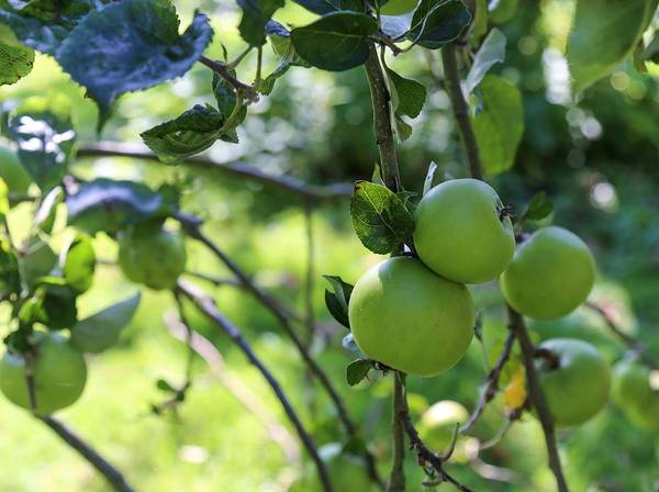 Zierapfel pflanzen: So pflanzen und pflegen Sie Ihren Zierapfelbaum ...