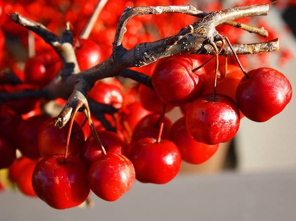 Zierapfel pflanzen: So pflanzen und pflegen Sie Ihren Zierapfelbaum ...