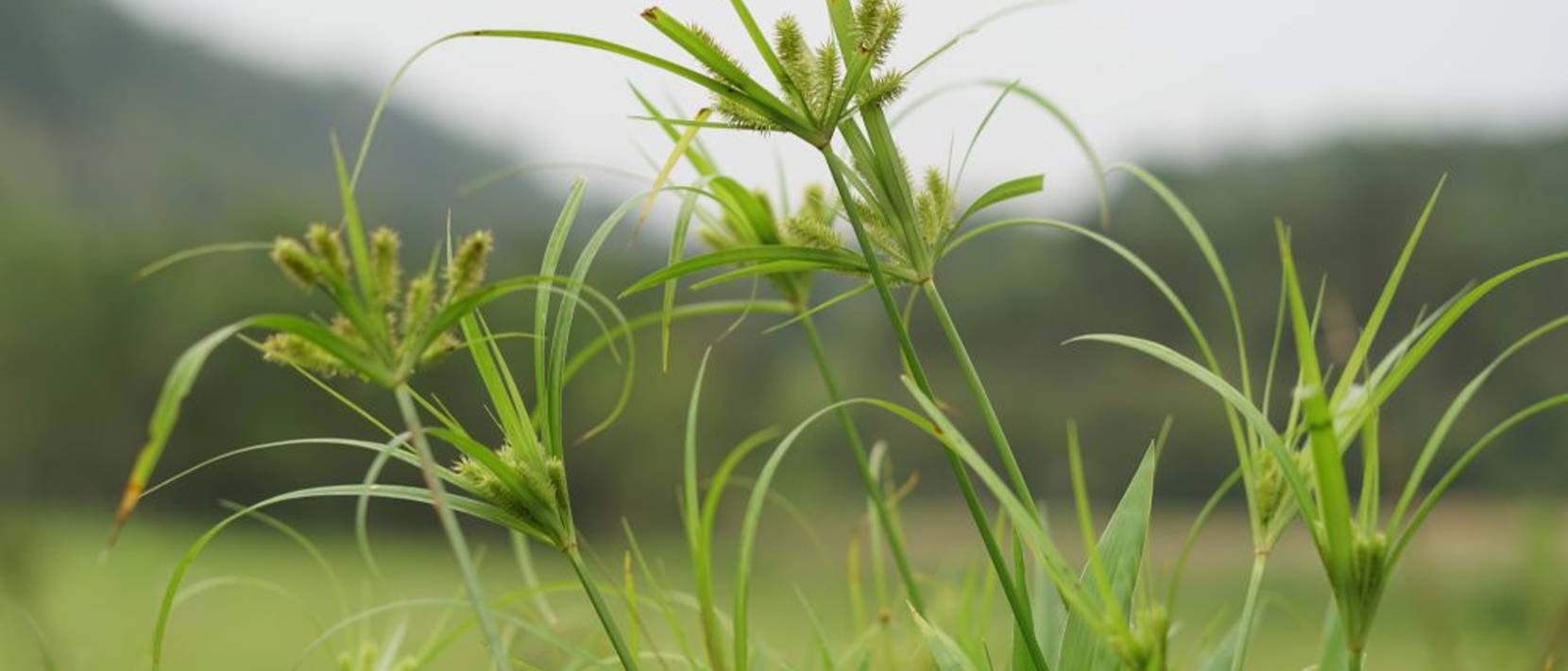 Zyperngras pflegen: 3 Tipps zu Standort, Pflege und Vermehrung